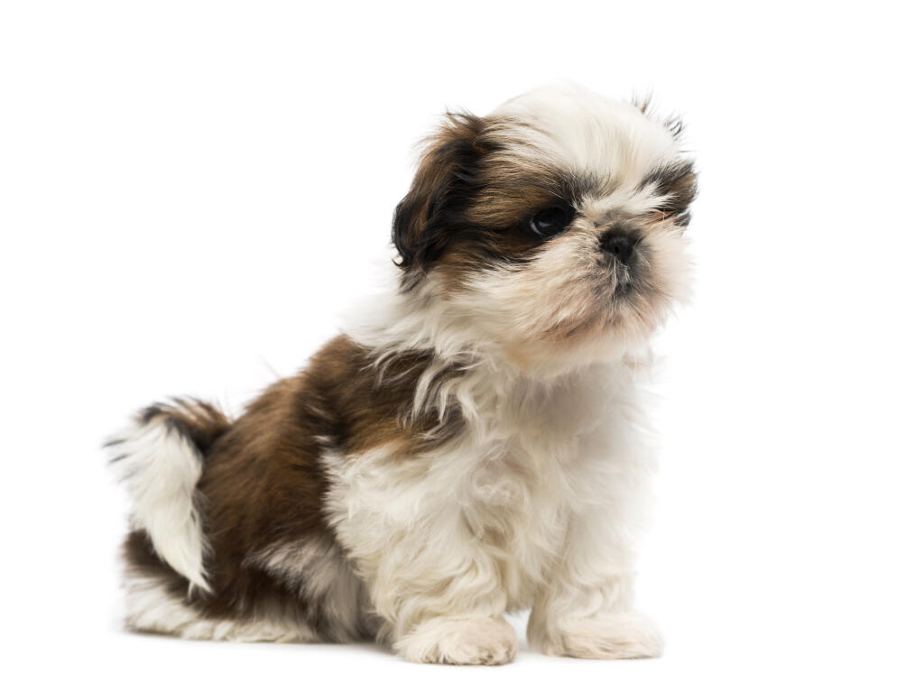 Shih Tzu | Hunde | Informationen zu den Rassen | Omlet