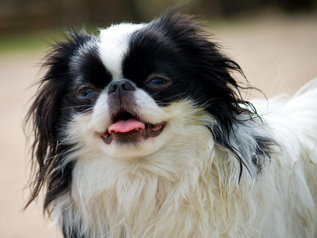 Japanese Chin | Hunde | Informationen zu den Bienenarten | Omlet