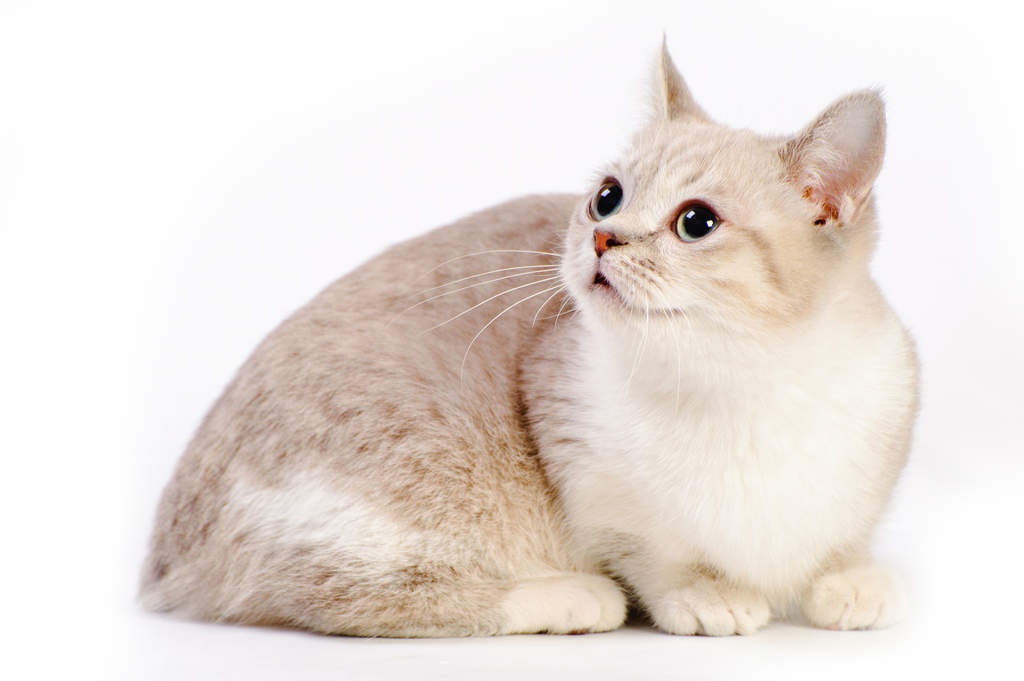 Munchkin Katze Munchkin Katze. Lächle Gesicht. Stockfoto 1279534996