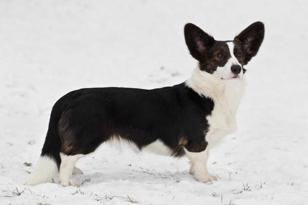 Welsh Corgi Cardigan | Hunde | Informationen zu den Bienenarten | Omlet