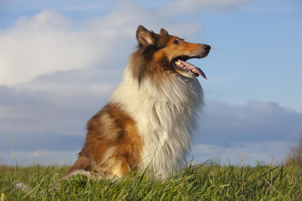Collie (Langhaar) Hunde