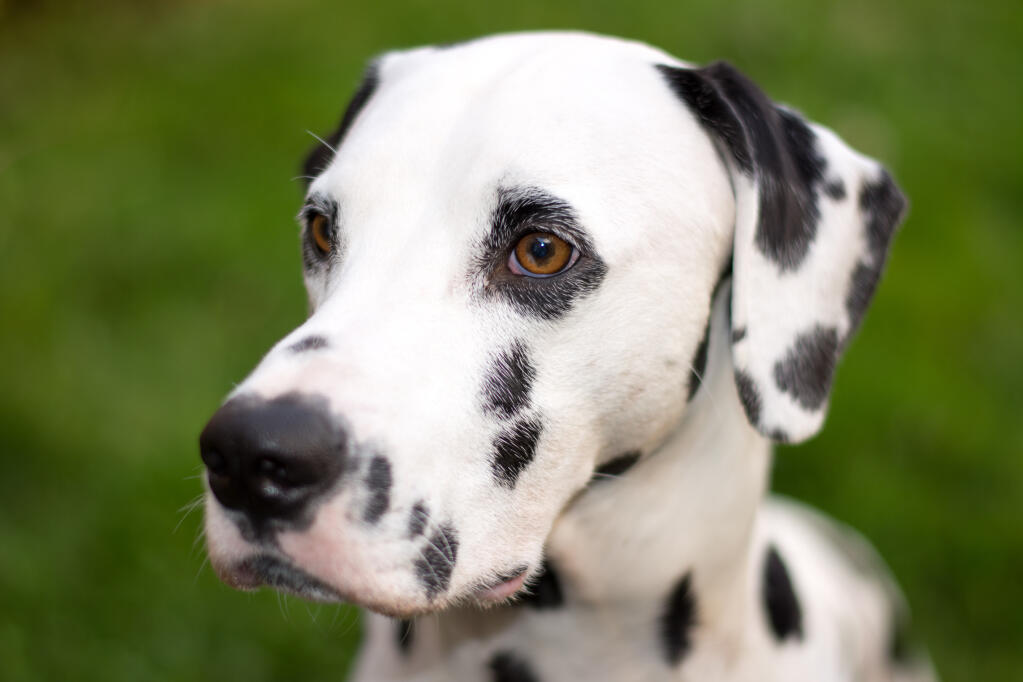 Dalmatiner | Hunde | Rassen Information | Omlet