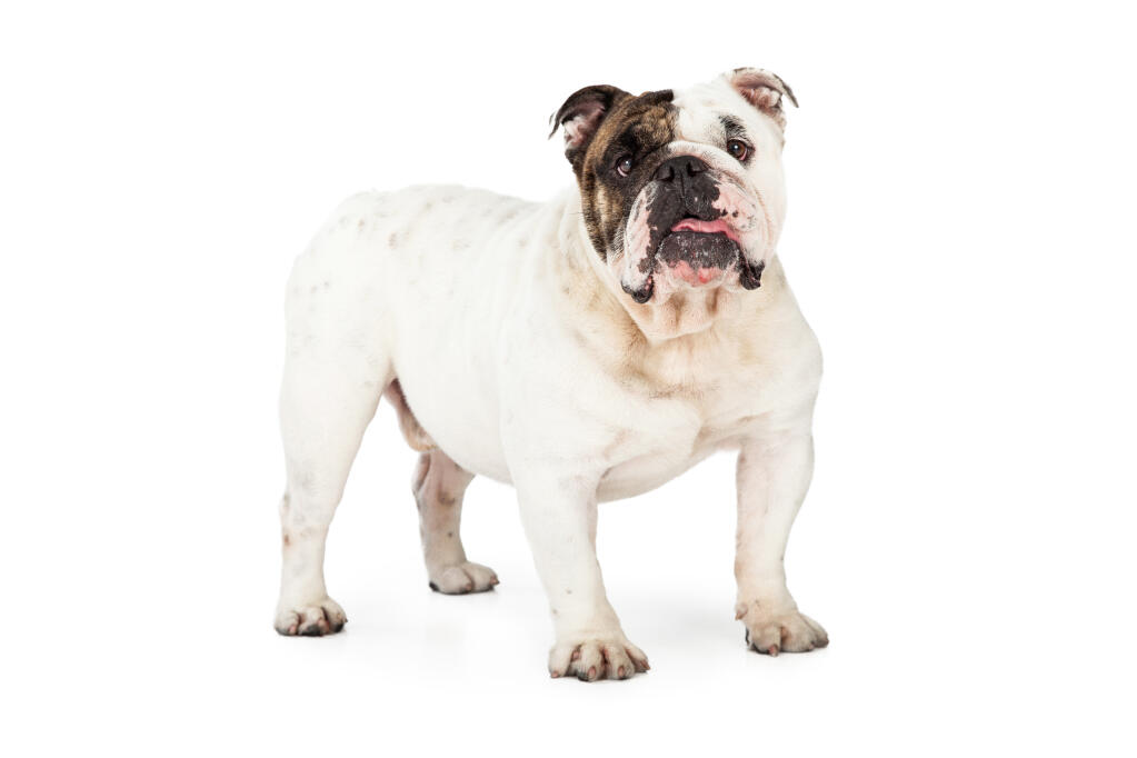 Bulldogge Hunde