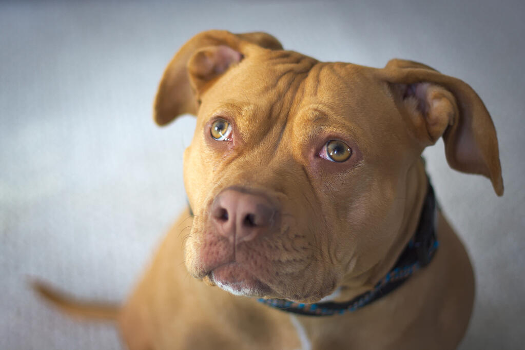 Staffordshire Bullterrier | Hunde | Informationen zu den Rassen | Omlet