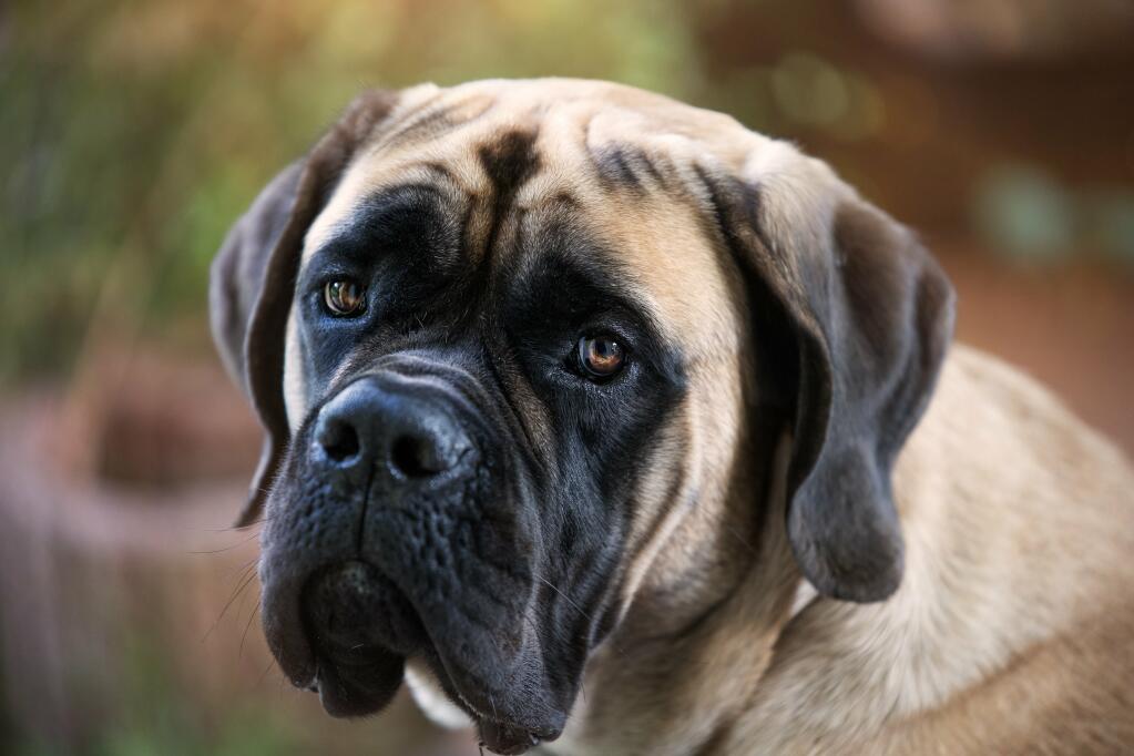 Mastiff | Hunderassen