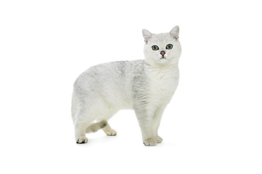 White British Shorthair Cat British Shorthair: Breed Profile,