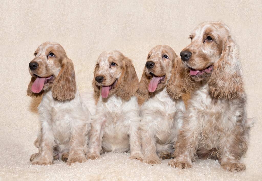 English Cocker Spaniel Puppies Springer Spaniel Cut Diagram