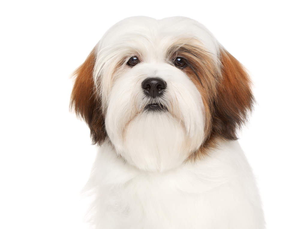 Lhasa Apso | Hunde | Rassen Information | Omlet