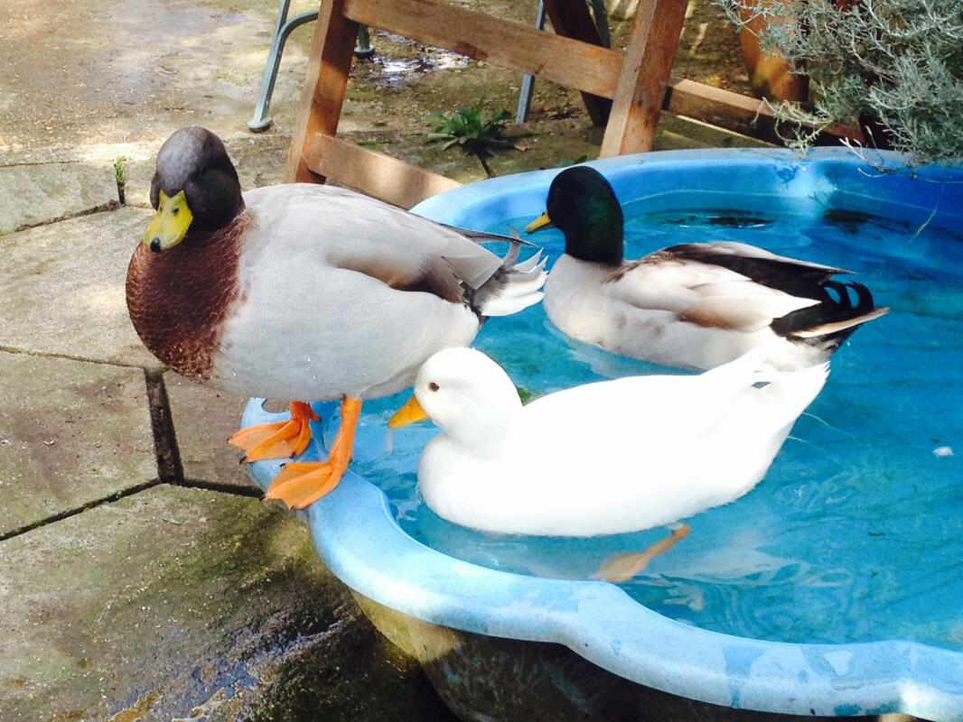 Zwergente | Enten | Informationen zu den Bienenarten | Omlet