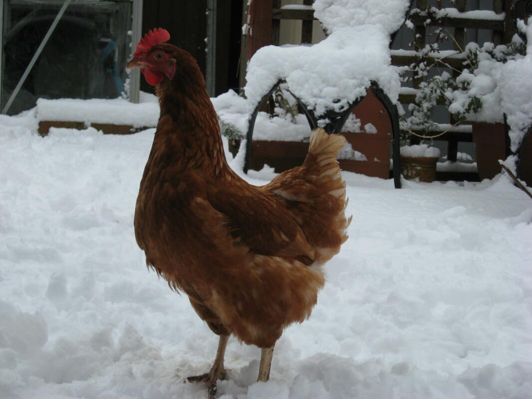 Hybrid zu verkaufen | Hühner | Informationen zu den Bienenarten | Omlet