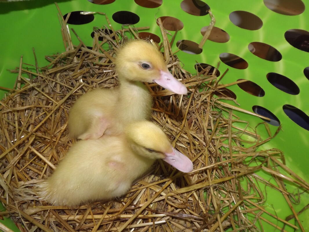 Moschus | Enten | Informationen zu den Bienenarten | Omlet