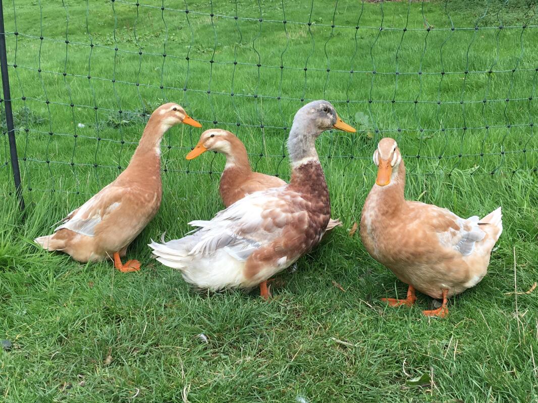 Sachsen | Enten | Informationen zu den Rassen | Omlet