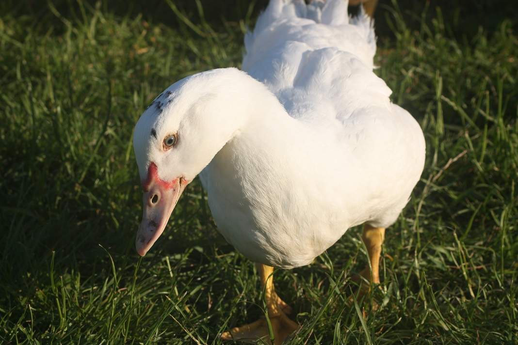 Moschus | Enten | Informationen zu den Bienenarten | Omlet