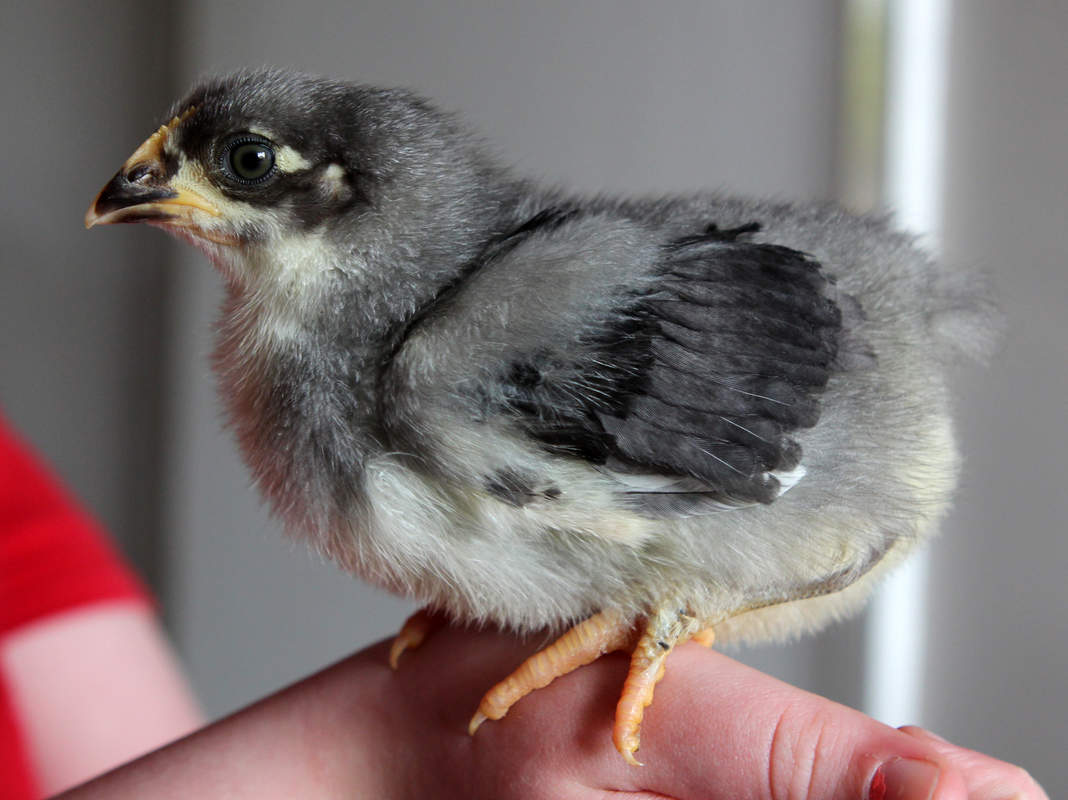 Marans zu verkaufen | Hühner | Informationen zu den Bienenarten | Omlet