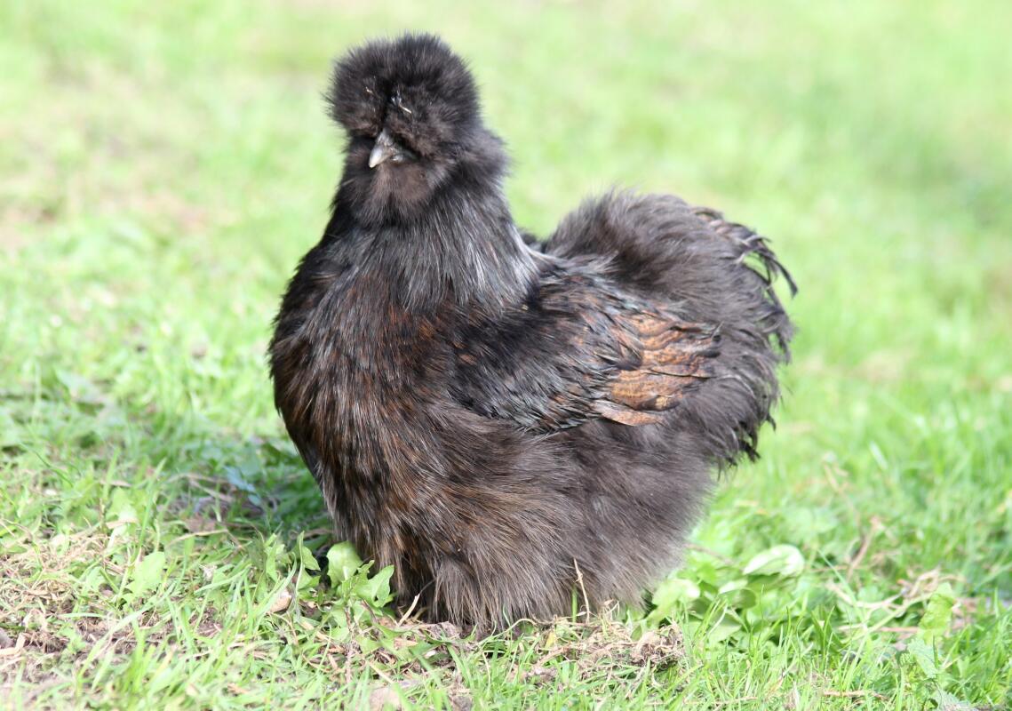 Seidenhuhn zu verkaufen | Hühner | Rassen Information | Omlet