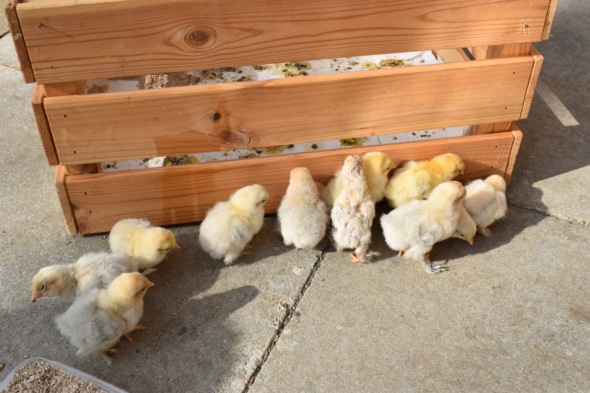 Ihre eigenen Küken brüten und aufziehen | Eier | Hühner | Guide