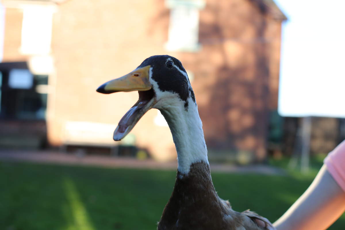 Laufente | Enten | Informationen zu den Rassen | Omlet