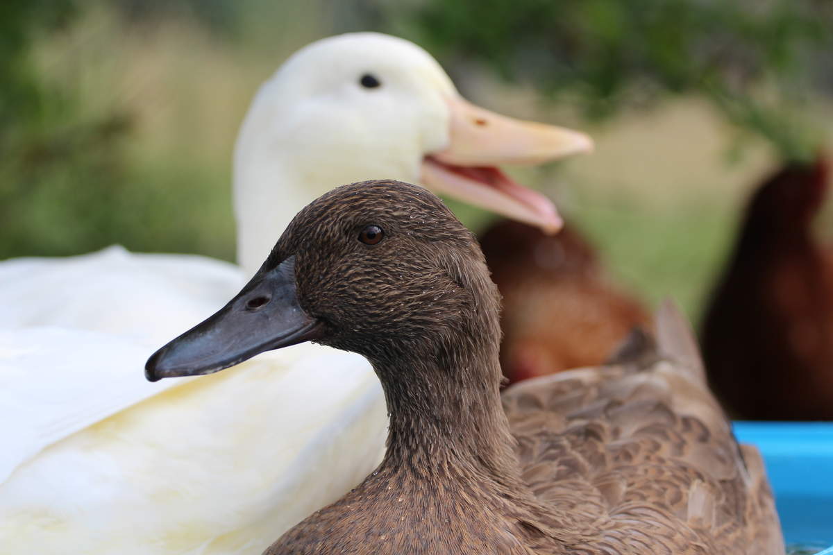 Peking | Enten | Informationen zu den Rassen | Omlet