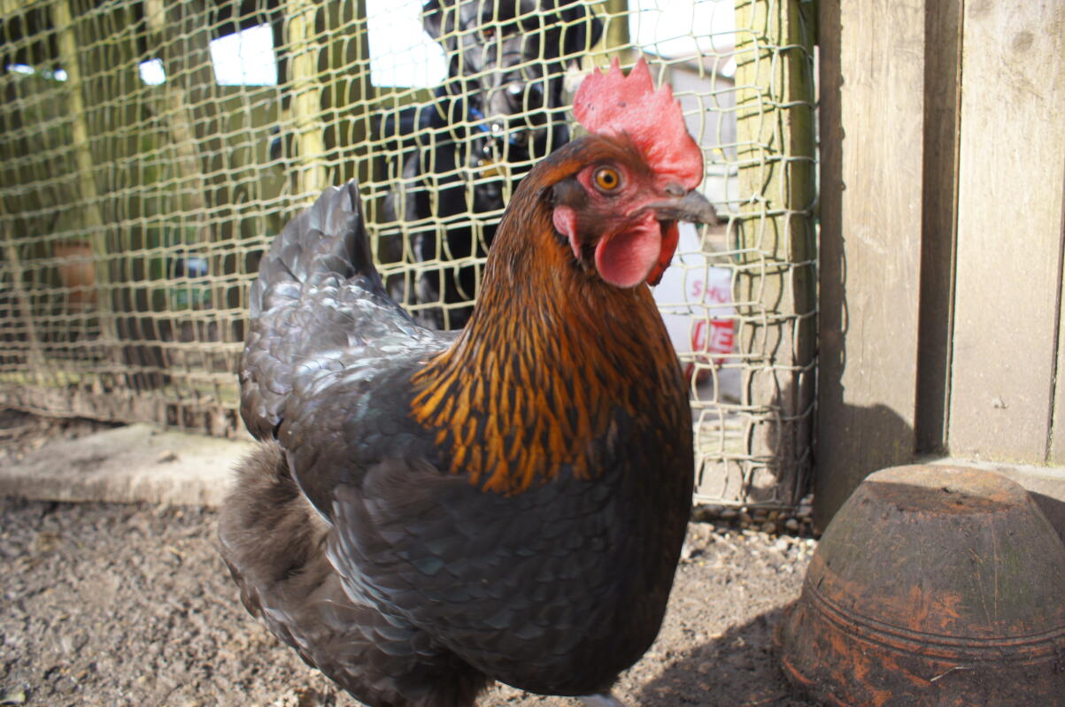 Marans zu verkaufen | Hühner | Informationen zu den Bienenarten | Omlet