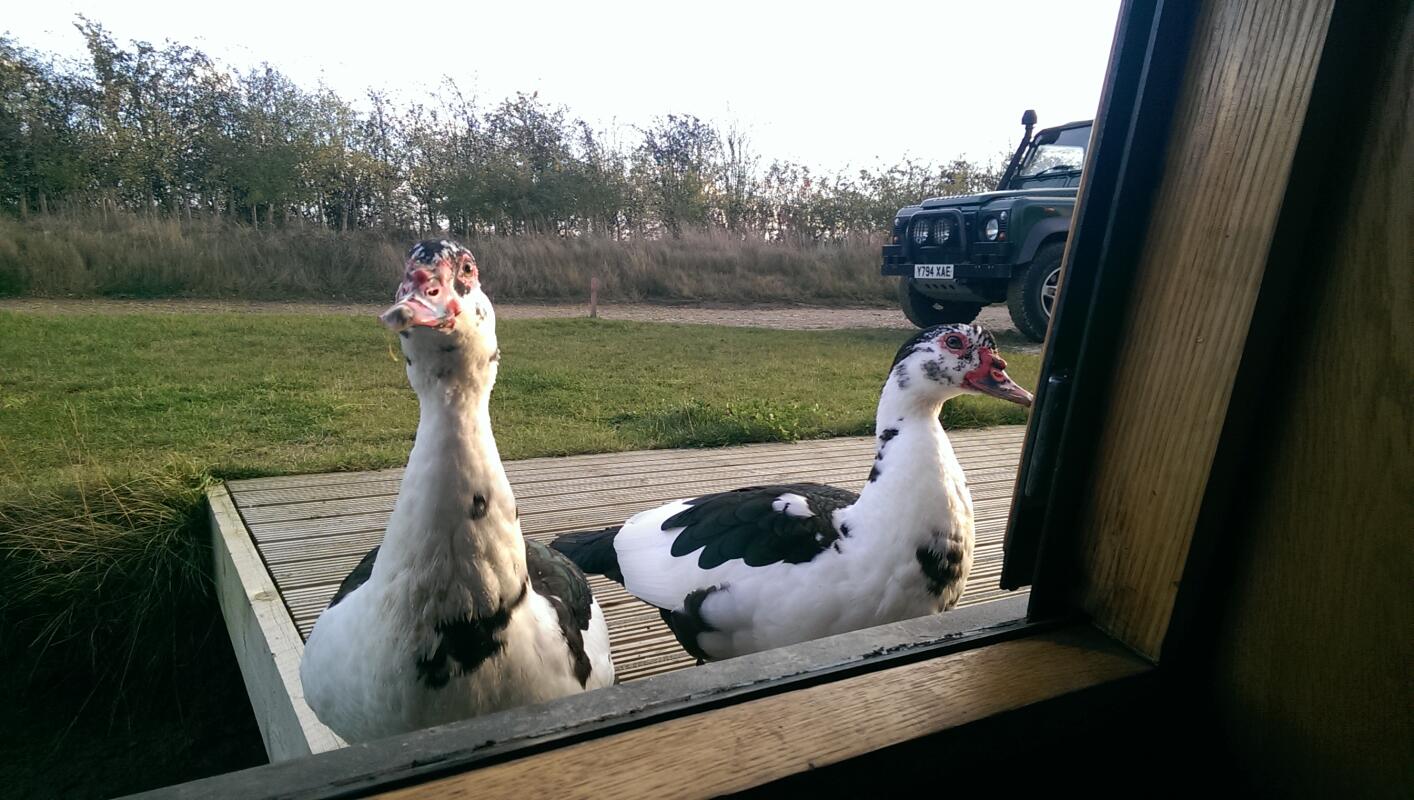 Moschus | Enten | Rassen Information | Omlet