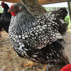 Marans | Marans zu verkaufen | Hühnerrassen