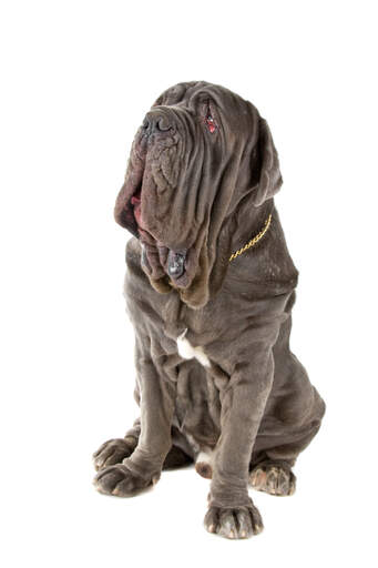 Mastino Bull Adulto Grey, Black And Brown Puppies Breed Neapolitana