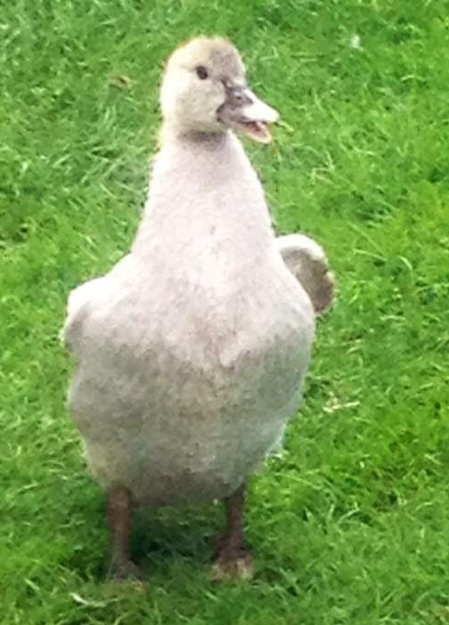 Moschus | Enten | Informationen zu den Bienenarten | Omlet