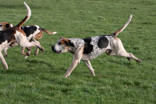 Foxhound (English) | Hunderassen