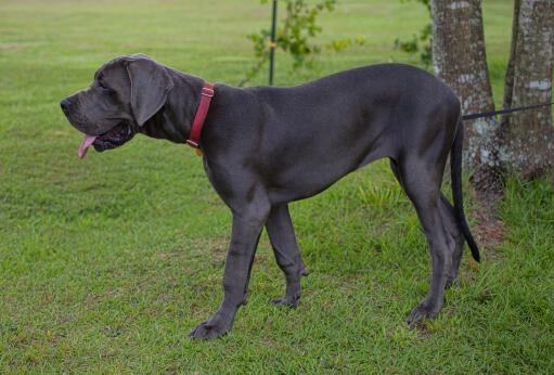 Deutsche Dogge | Hunderassen