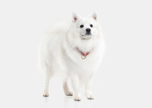 Japan-Spitz | Hunderassen