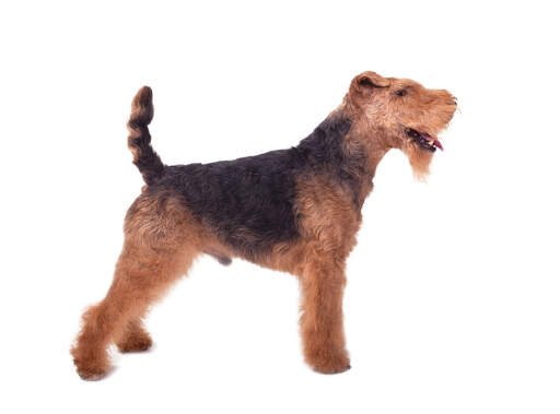 Welsh Terrier | Hunderassen