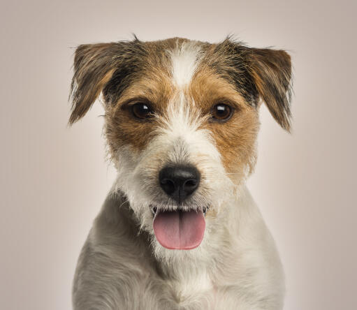 Parson Russell Terrier | Hunderassen