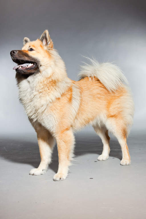 Eurasier | Hunderassen