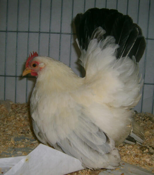 Japanese Bantam | Chickens | Breed Information | Omlet UK