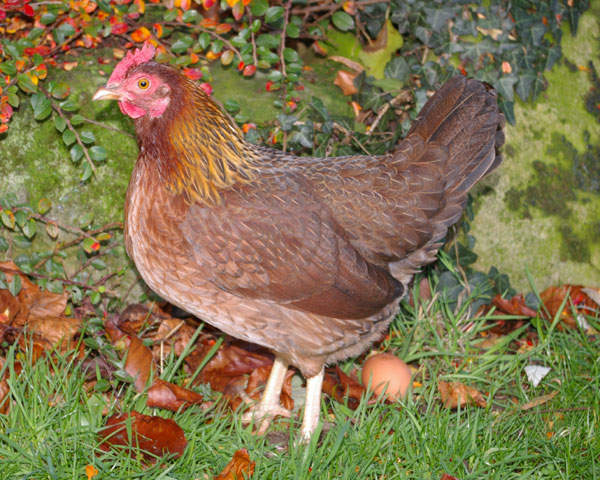 Welsummer For Sale | Chickens | Breed Information | Omlet