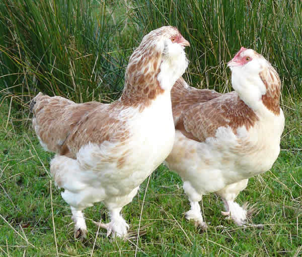 Faverolle For Sale | Faverolle | Chickens | Breed Information | Omlet
