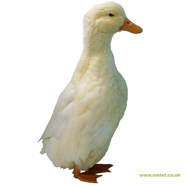 Peking Enten