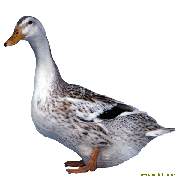 Silver Appleyard Ducks Female, Miniature Silver Appleyard Wheeler Farms ...