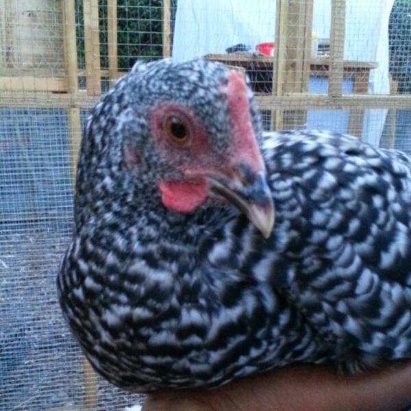 my bantam cuckoo maran pullet by Nikkesha