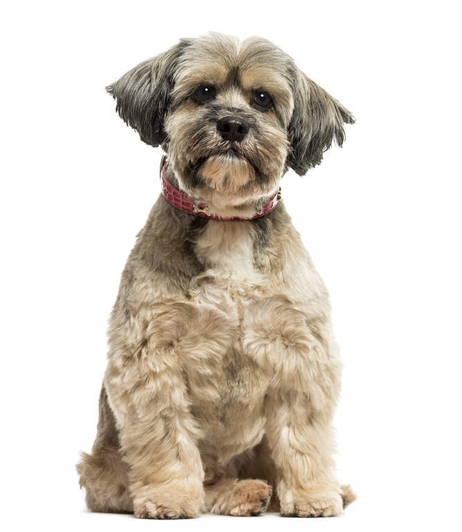 Lhasa Apso | Hunde | Rassen Information | Omlet