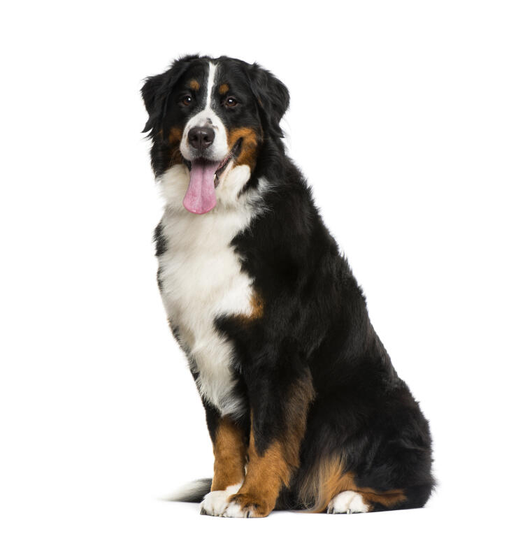 Berner Sennenhund | Hunde | Informationen zu den Bienenarten | Omlet