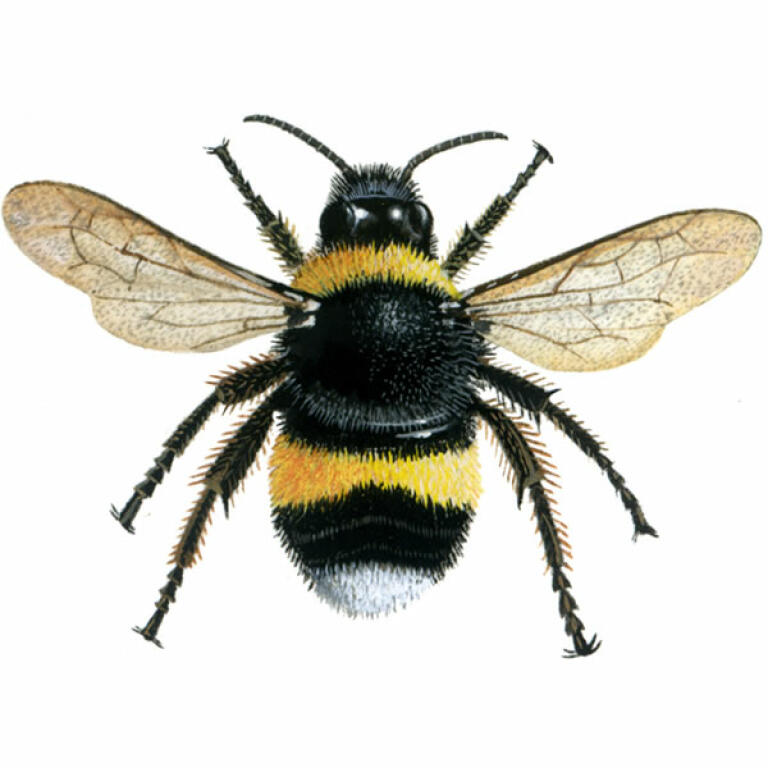 Hummel - Bombus | Hummel - Bombus For Sale | Bienenarten