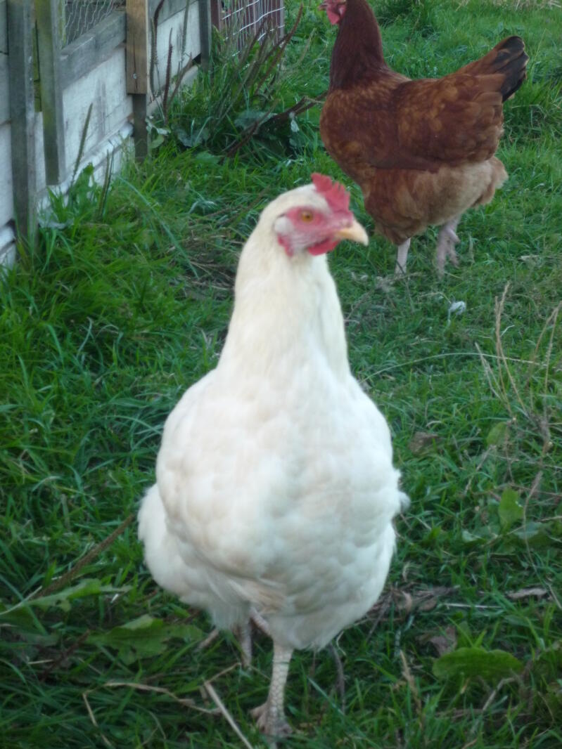 Hybrid zu verkaufen | Hühner | Informationen zu den Bienenarten | Omlet