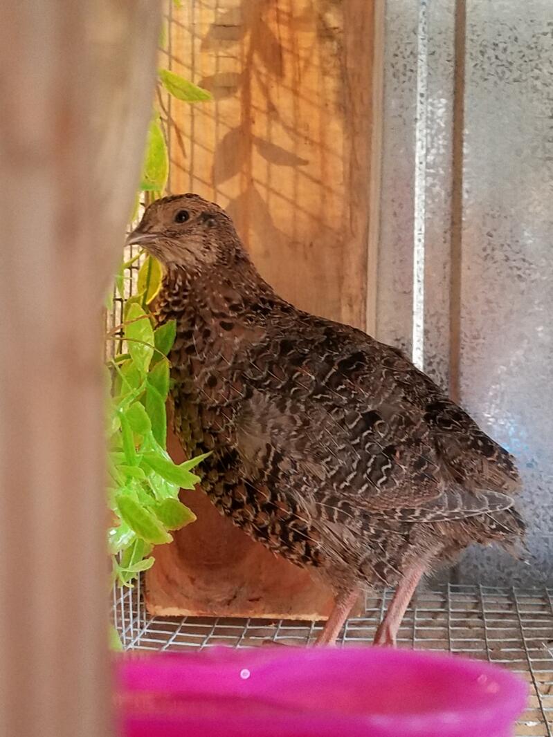 Wachteln | Guide | Omlet Deutschland