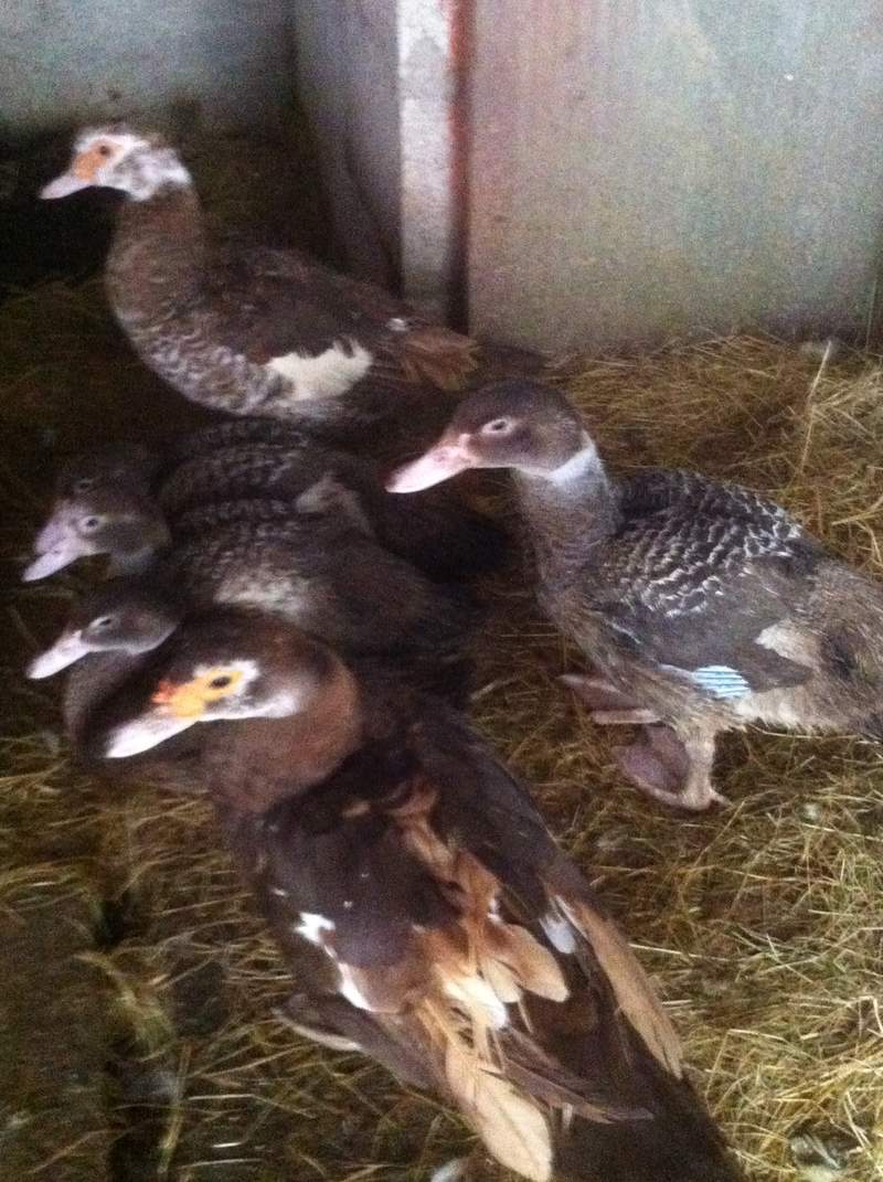 Moschus | Enten | Informationen zu den Bienenarten | Omlet