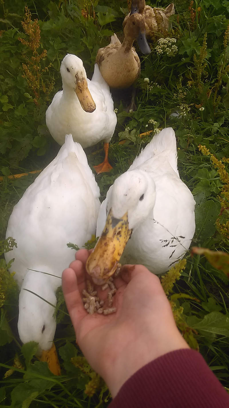 Peking Enten
