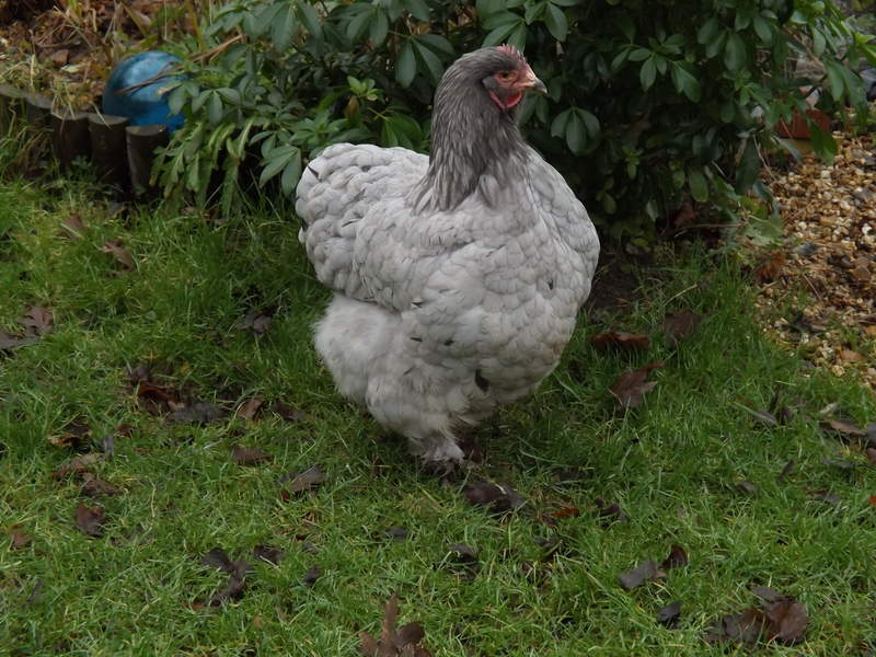 Cochin For Sale | Chickens | Breed Information | Omlet