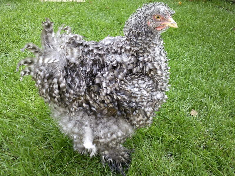 Cochins For Sale | Cochin | Chickens | Breed Information | Omlet UK