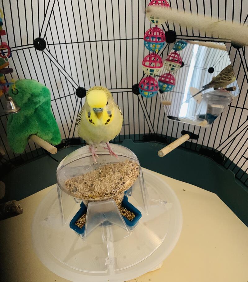 Geo Bird Cage | The Beautiful Geodesic Budgie Cage
