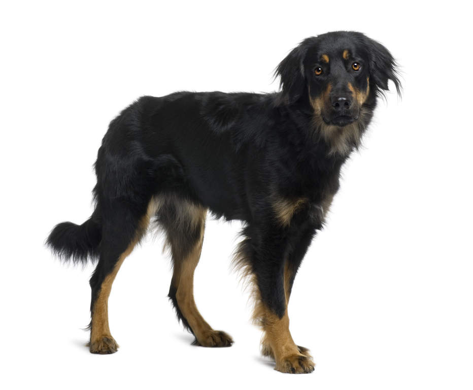 Hovawart | Hunde | Informationen zu den Bienenarten | Omlet